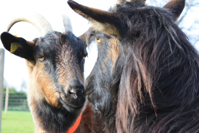Goat Enrichment: The Importance of Mental Health - Goat Journal